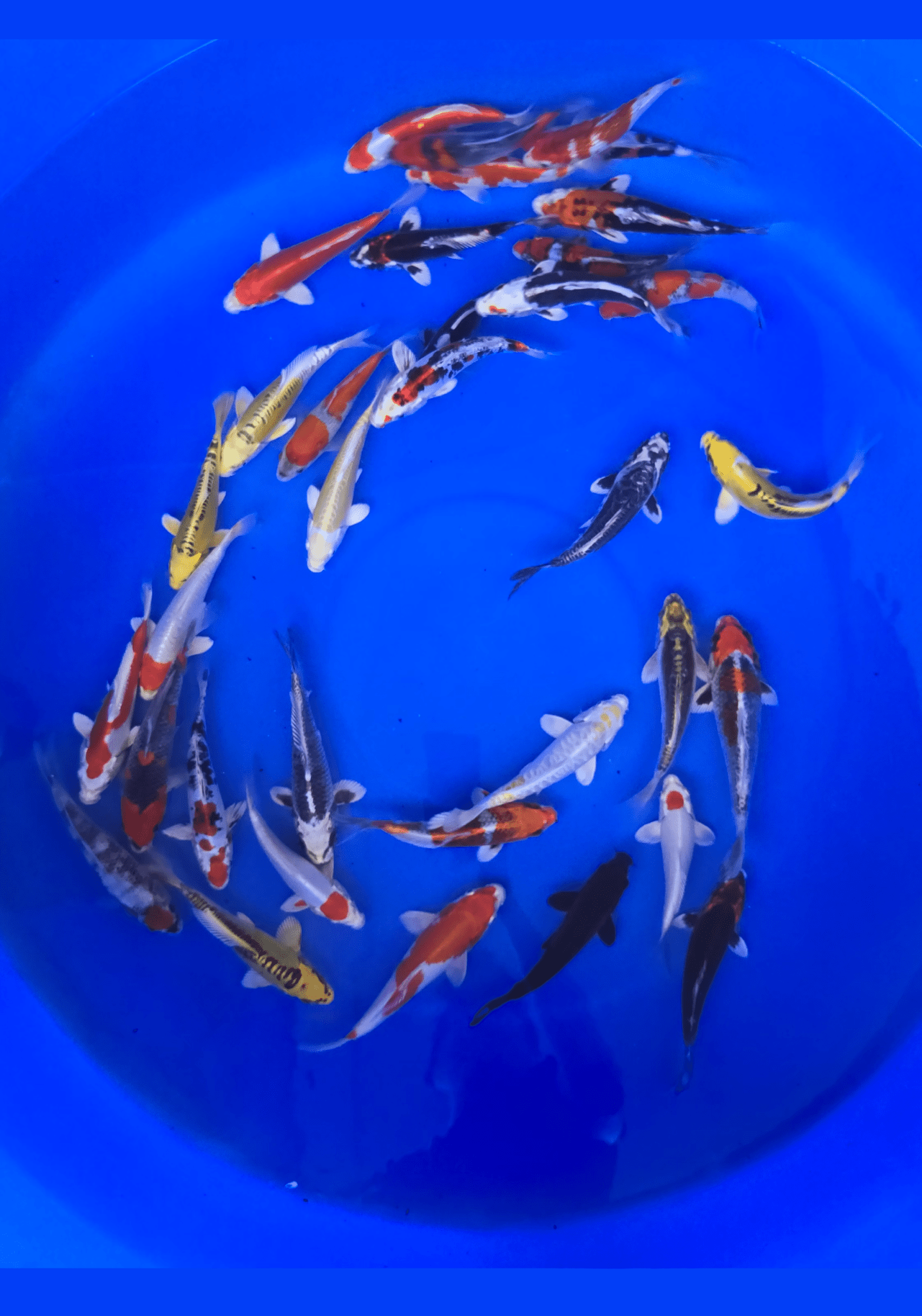 Home - Koi Water Barn Dubai