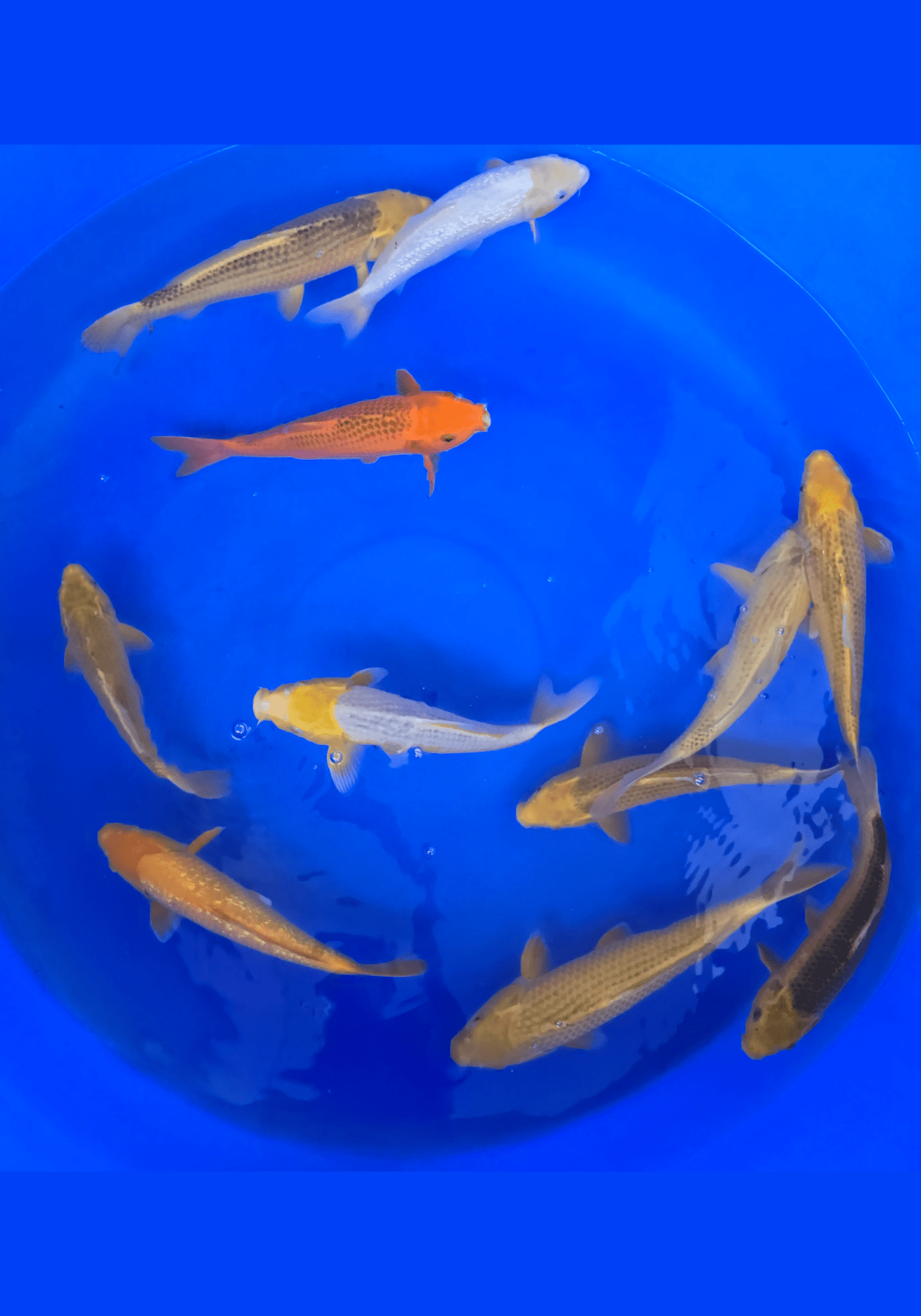 Home - Koi Water Barn Dubai